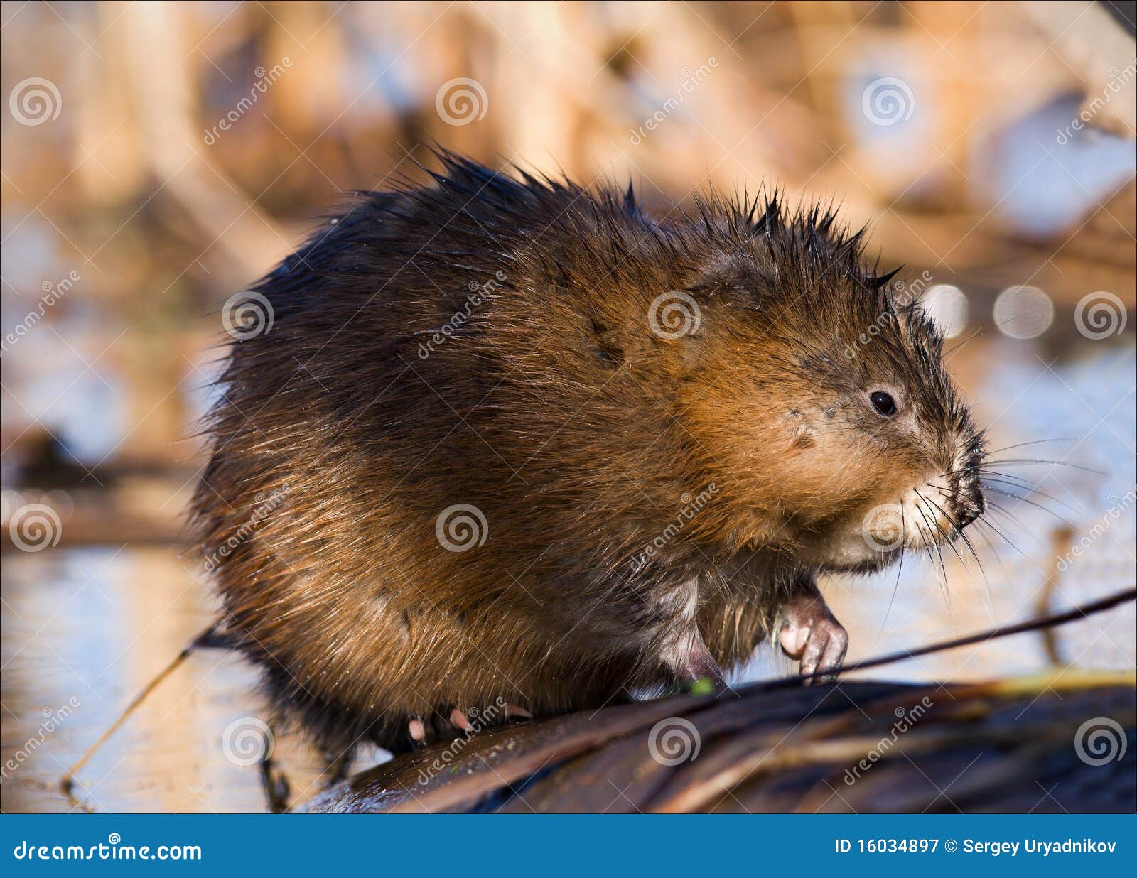 The Muskrat (Ondatra Zibethicus). Stock Image - Image of brown, marsh ...