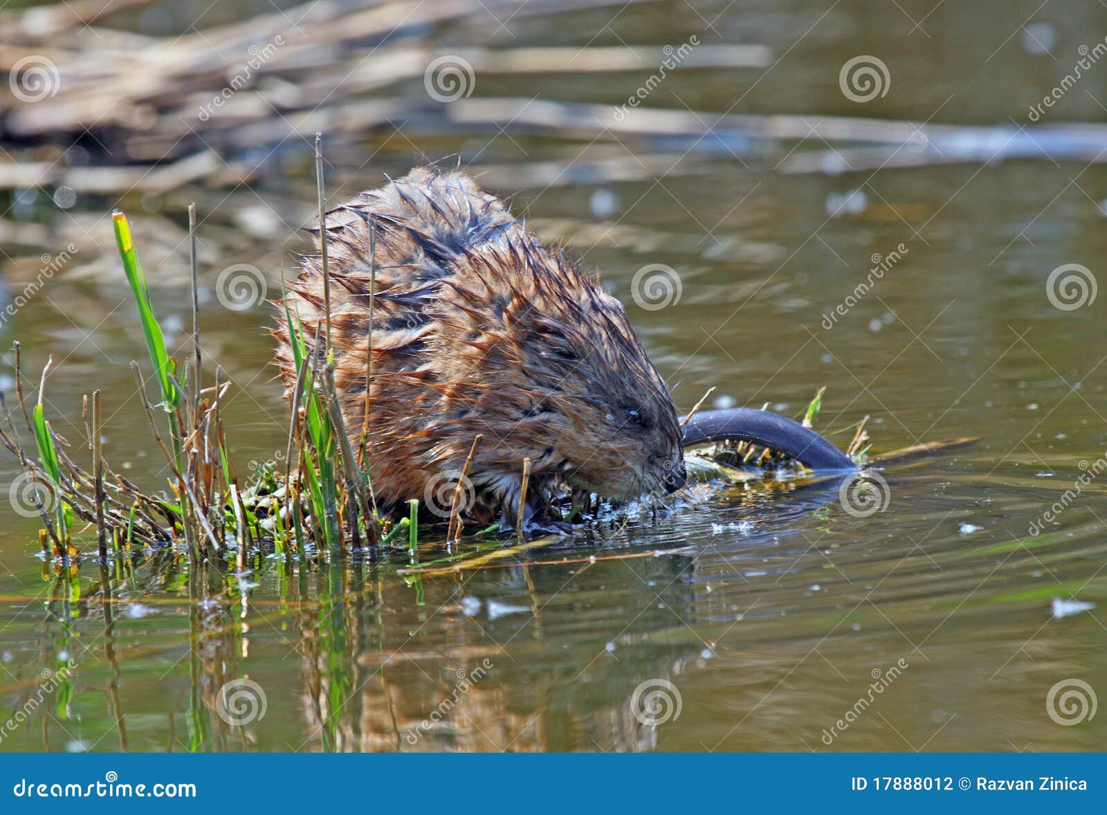 Muskrat (ondatra Zibethicus) Stock Photo - Image of grass, furry: 17888012