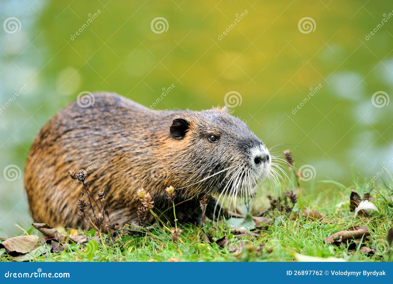The Muskrat (Ondatra Zibethicus) Stock Photo - Image of furry, liquid ...