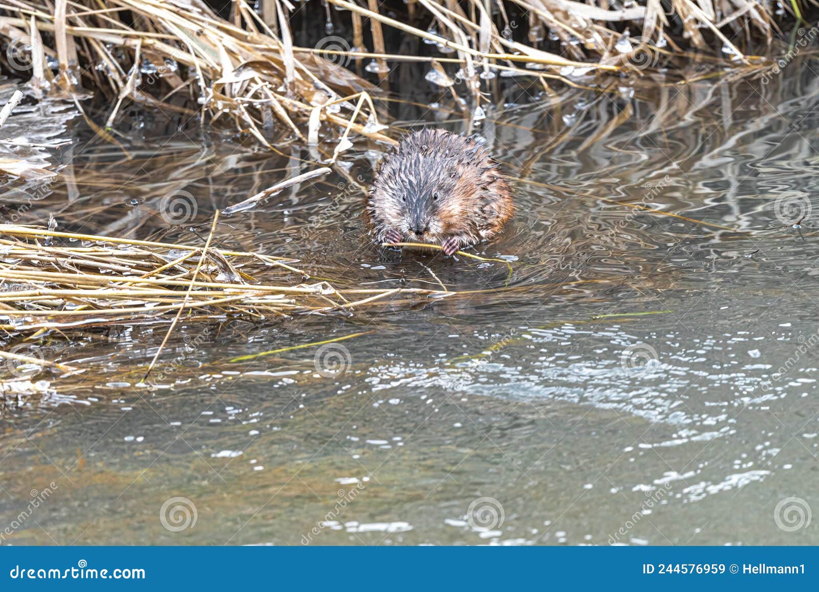 Muskrat Eating in a River stock image. Image of holding - 244576959