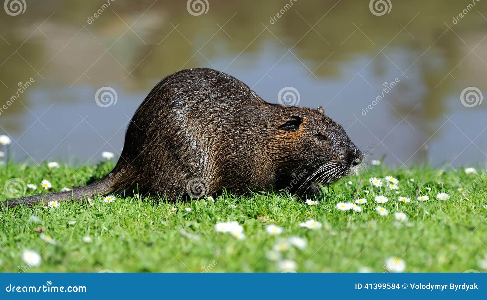 Muskrat Stock Photography | CartoonDealer.com #27416828