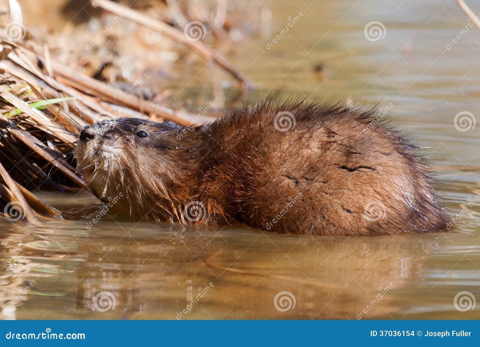 Muskrat ( Ondatra Zibethicus) at Home Stock Photo - Image of nature ...