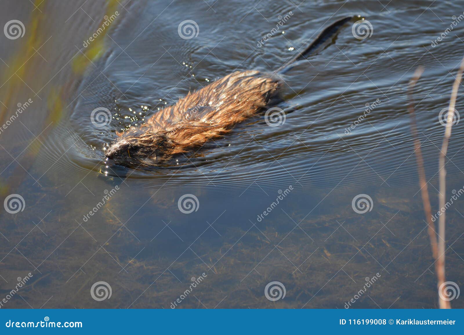 Muskrat at the pond stock photo. Image of reflection - 116199008