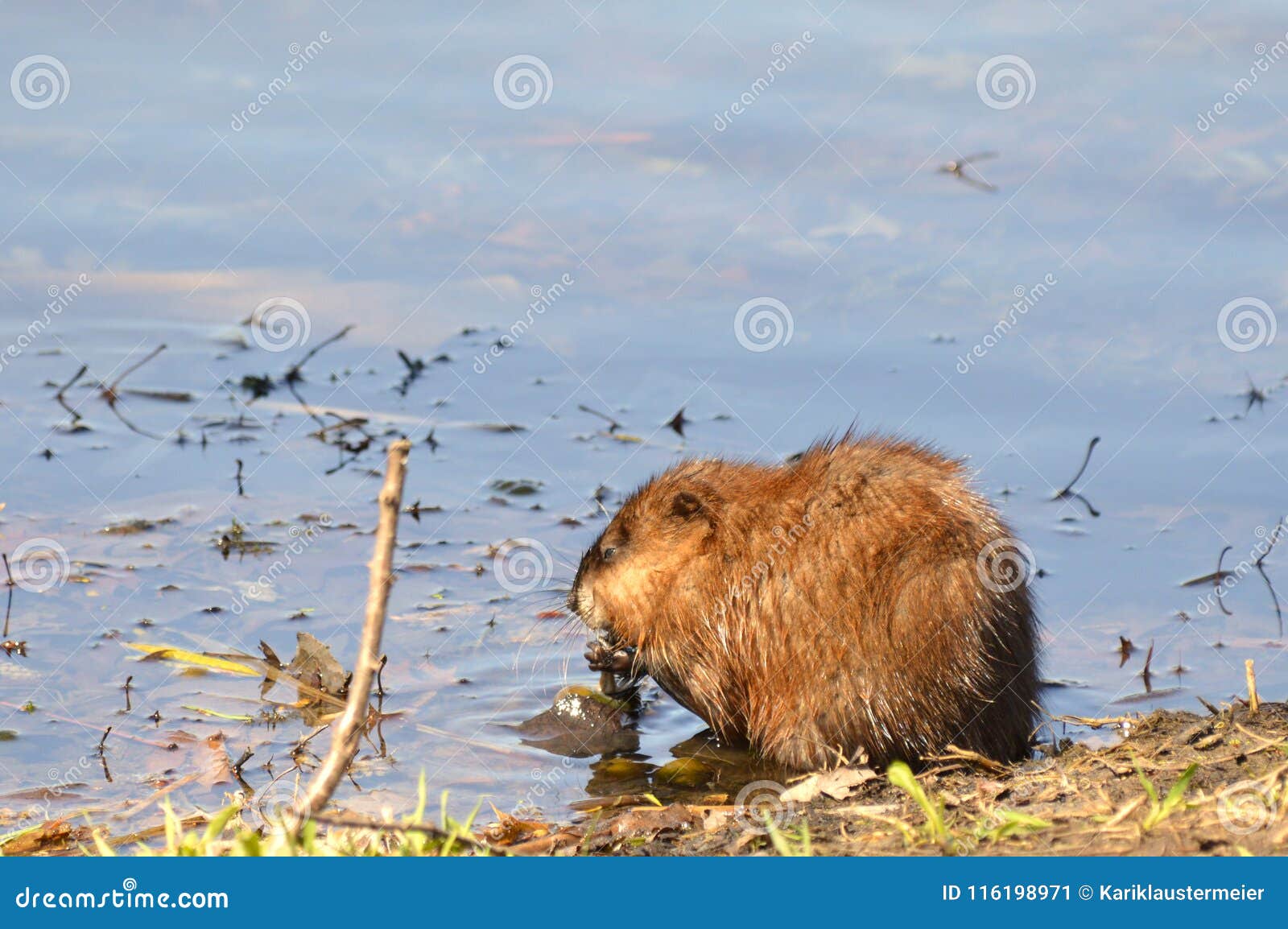 Muskrat at the pond stock image. Image of attraction - 116198971