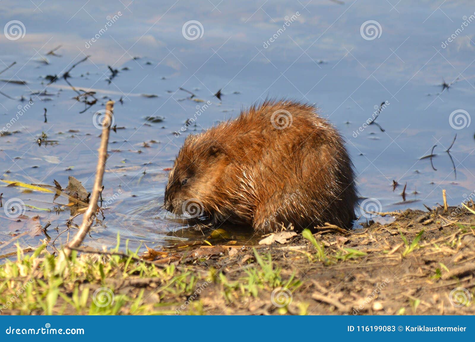Muskrat at the pond stock image. Image of alert, attraction - 116199083