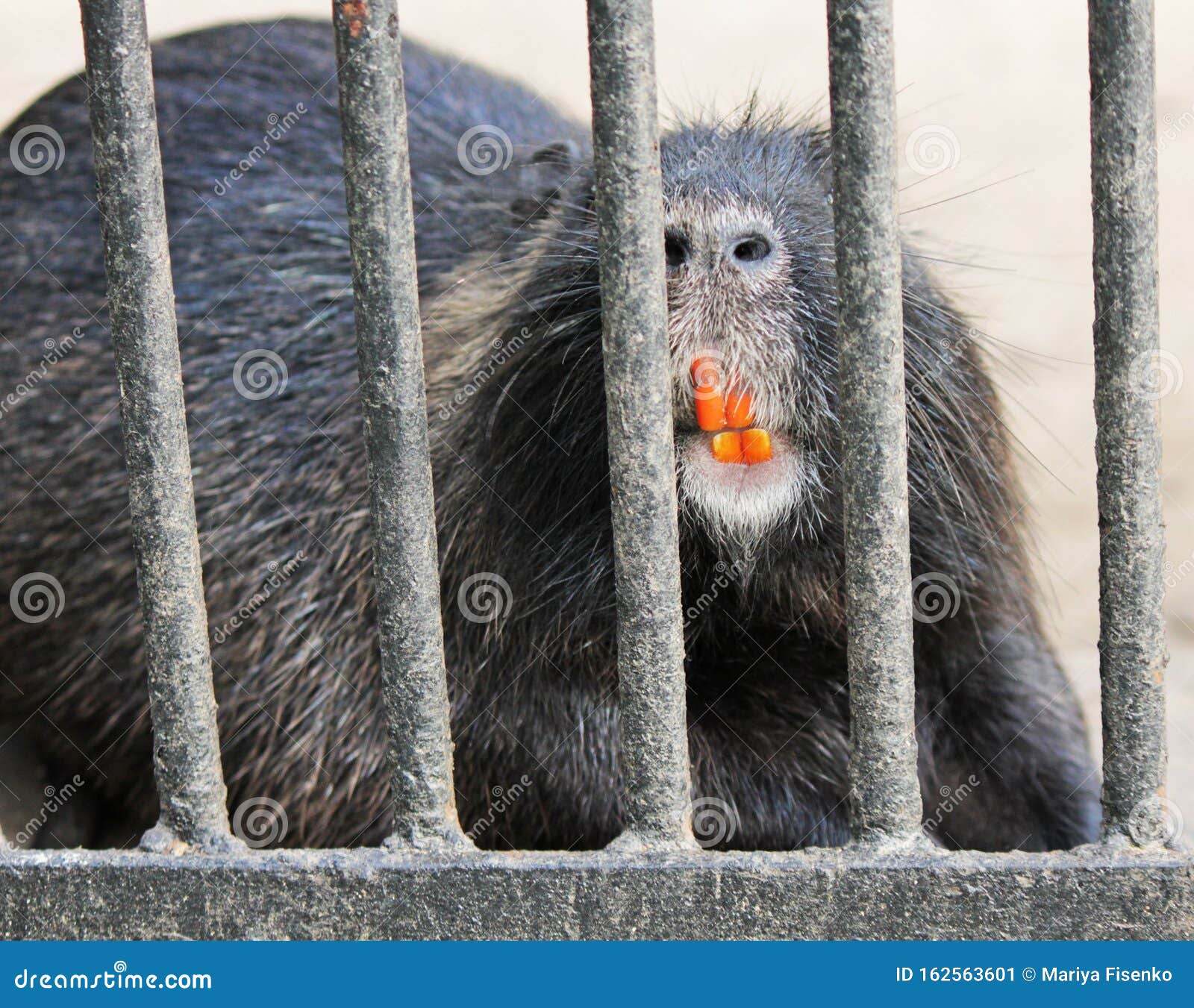 Muskrat with Red Teeth in a Zoo in a Cage Stock Image - Image of rodent ...
