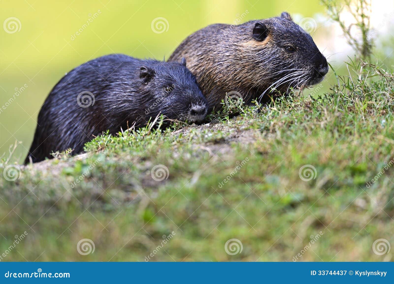 Muskrat stock image. Image of cute, brown, furry, marsh - 33744437