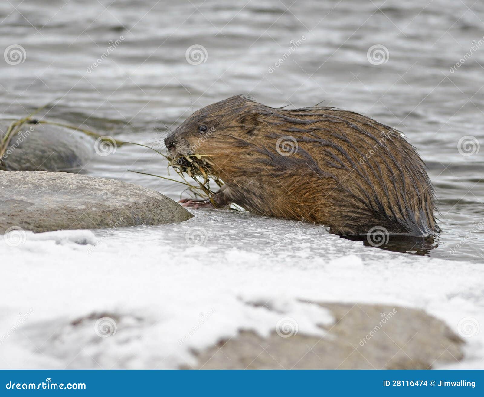 Muskrat with River Bounty stock photo. Image of muskrat - 28116474