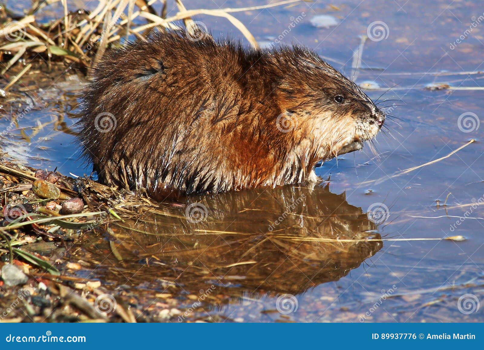 Muskrat Sitting at the Edge of a Pond with a Reflection in the Water ...