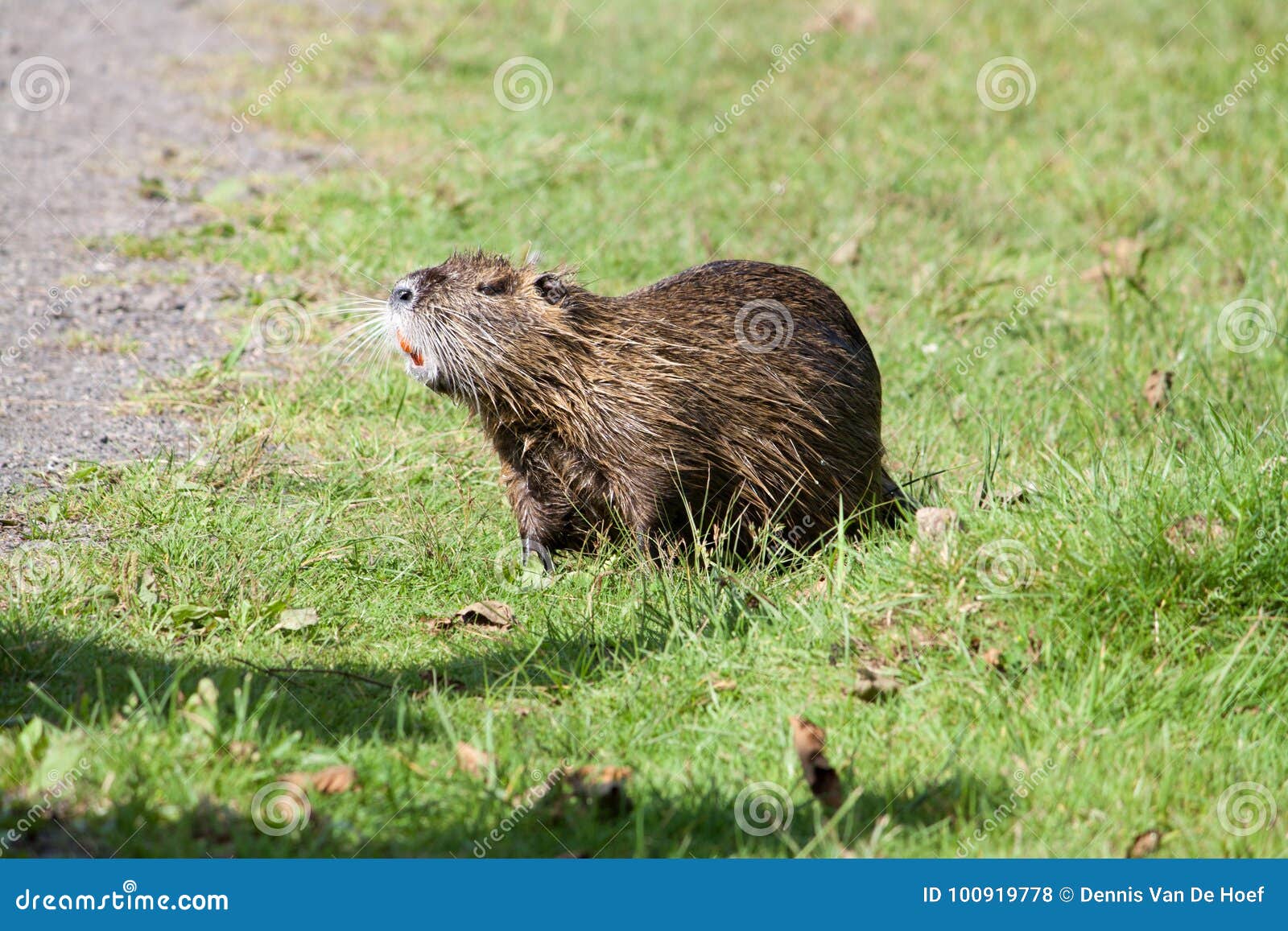 Muskrat sitting on grass stock photo. Image of pond - 100919778
