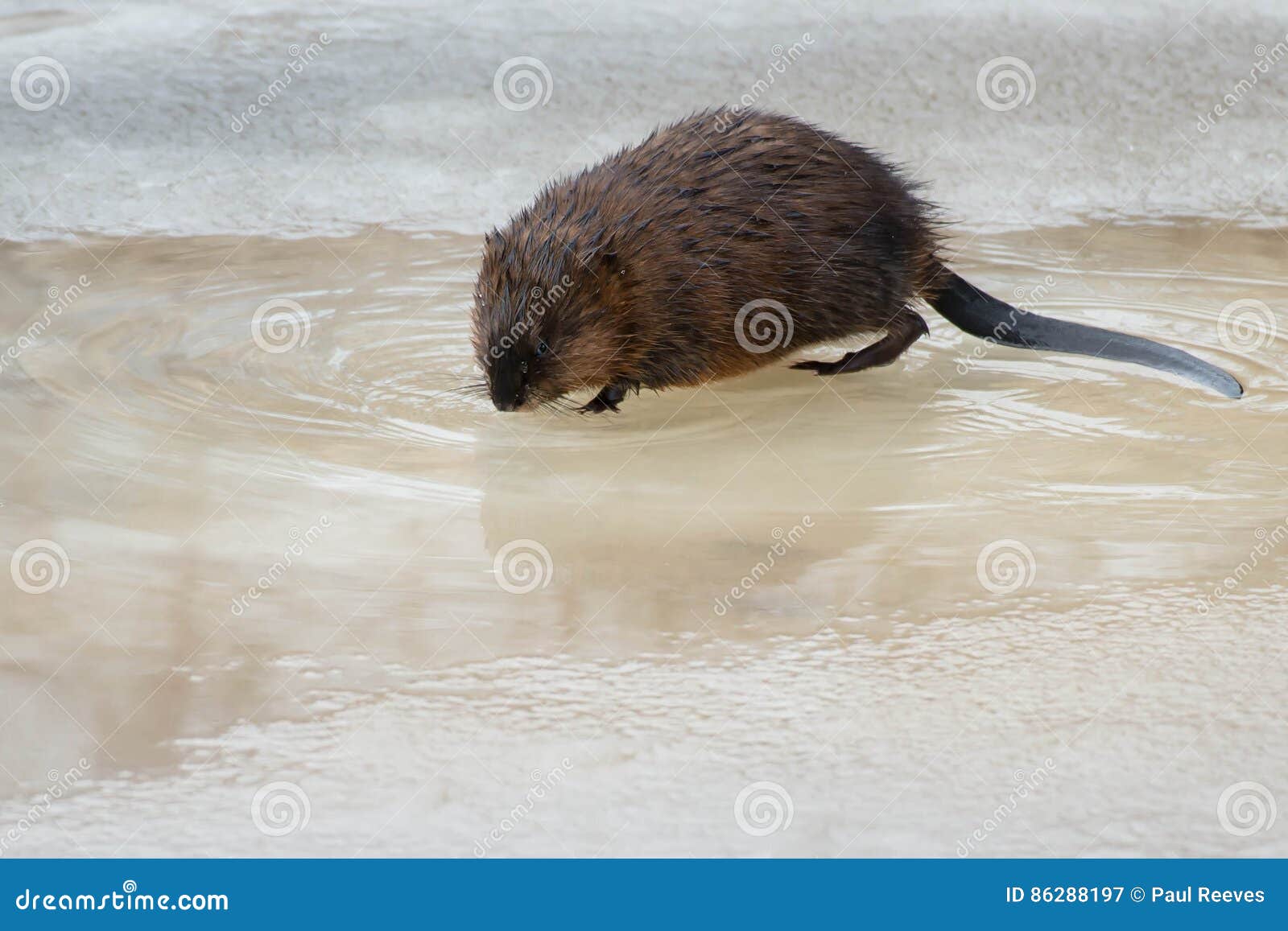 Muskrat - Ondatra Zibethicus Stock Image - Image of organism, ondatra ...