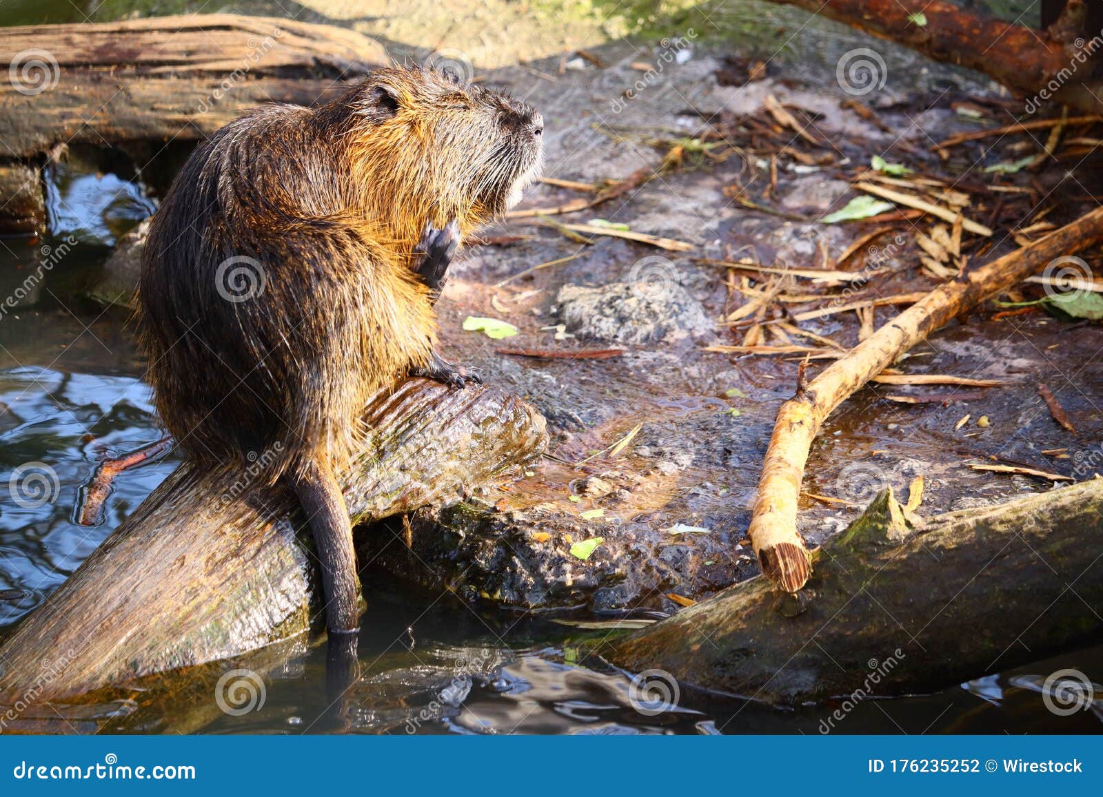 Muskrat Standing Pieces of Wood Next To the River Stock Photo - Image ...