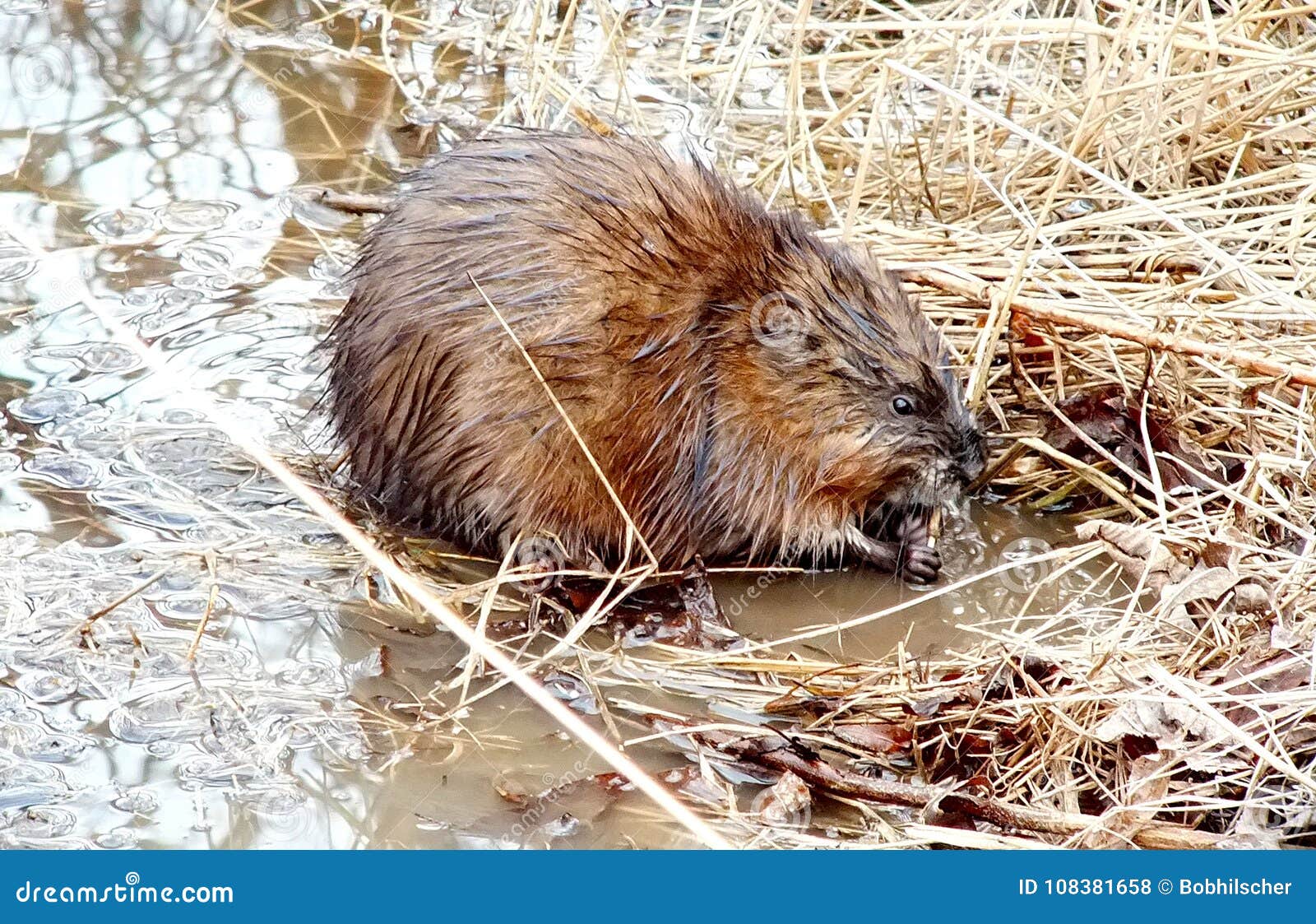 Muskrat in a Swamp in the Spring Stock Photo - Image of rodent, animals ...
