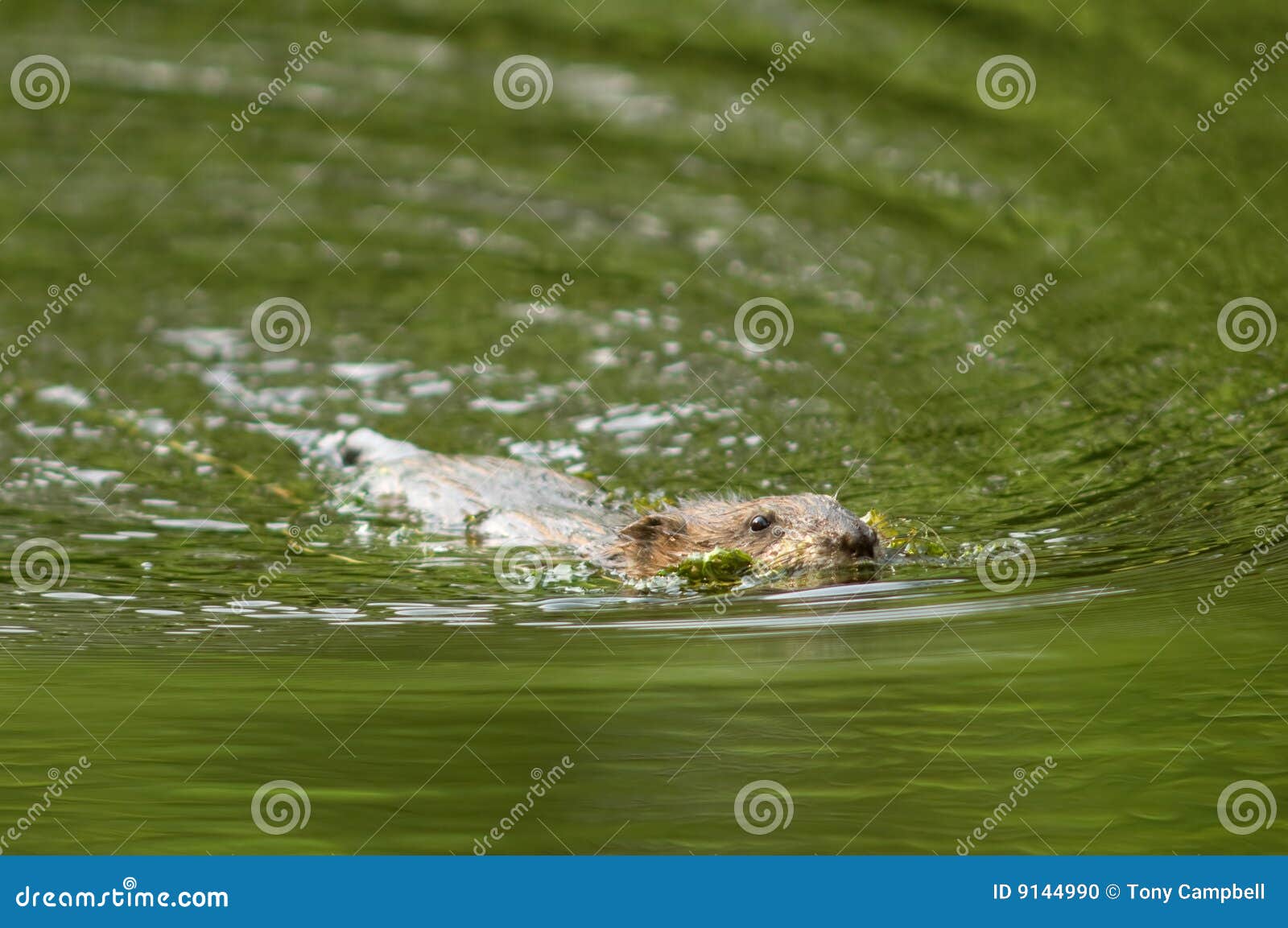 Muskrat swimming in a pond stock photo. Image of rodent - 9144990