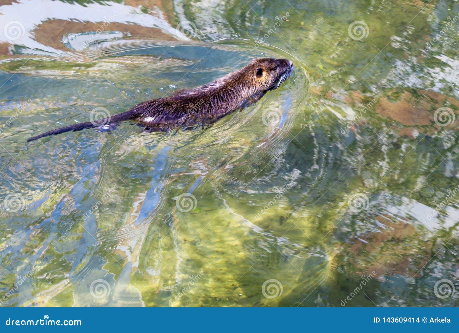 Muskrat on the river stock photo. Image of lake, wildlife - 143609414