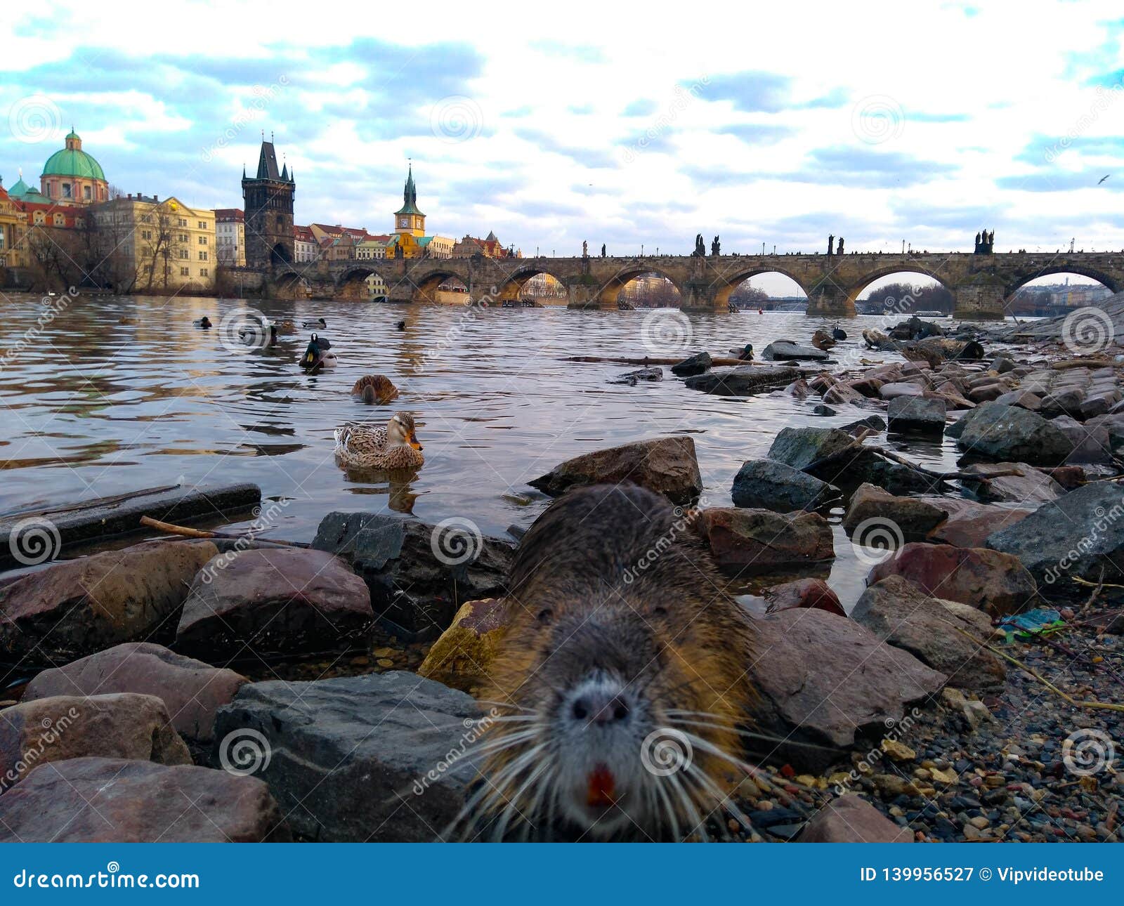 Muskrat in the Water at the Charles Bridge in Prague Stock Image ...