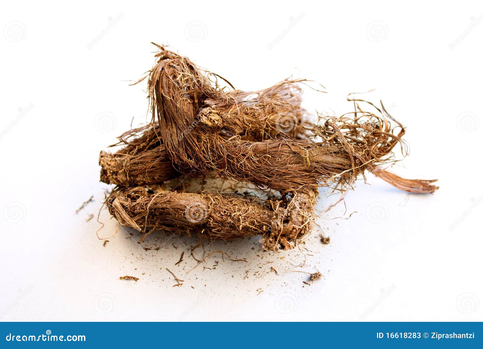 Muskroot, Indian Spikenard (Jatamanshi) Stock Image - Image of indian ...