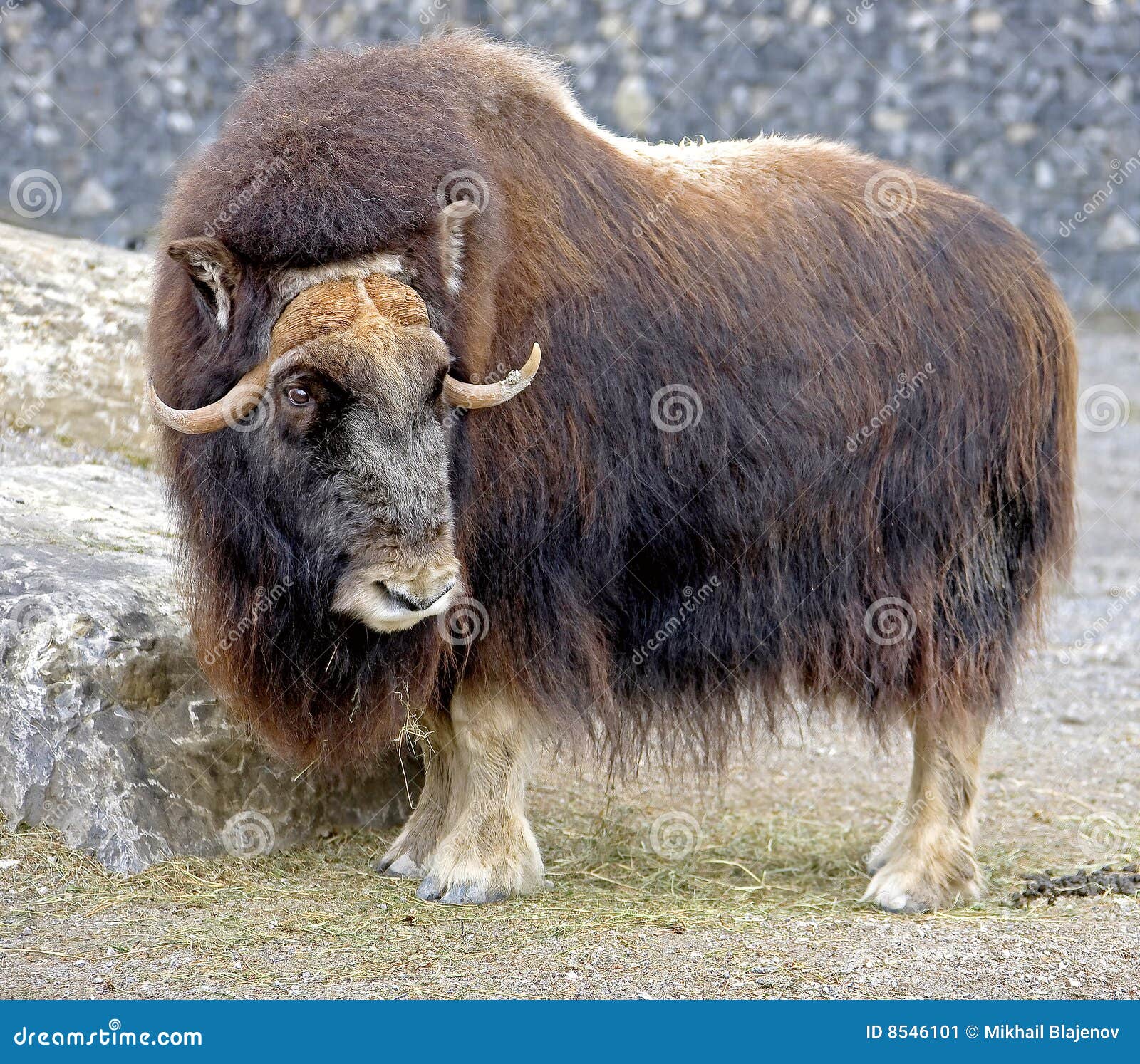 Muskus-os 1 stock afbeelding. Image of machtig, schepsel - 8546101