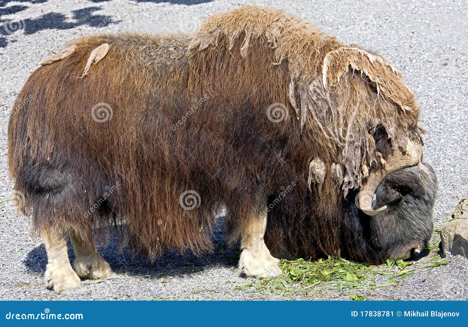 Muskus-os 10 stock afbeelding. Image of mening, tram - 17838781