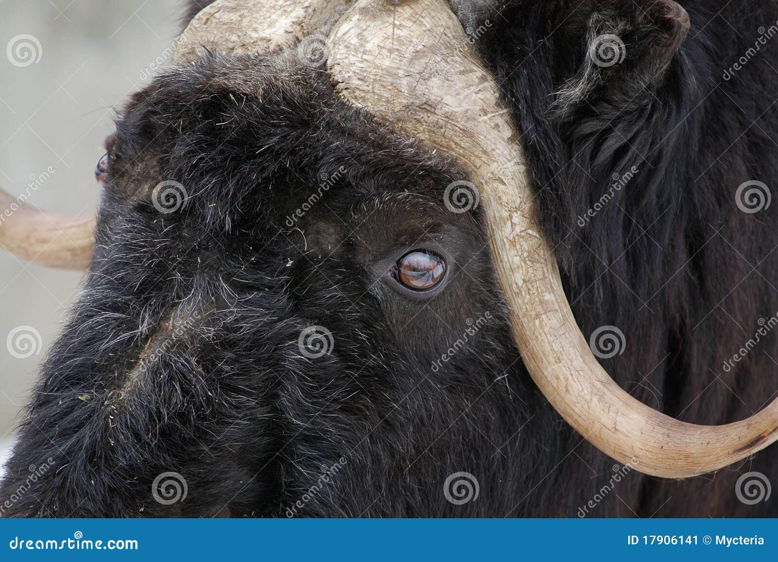 Muskus-os stock afbeelding. Image of openlucht, noordelijk - 17906141