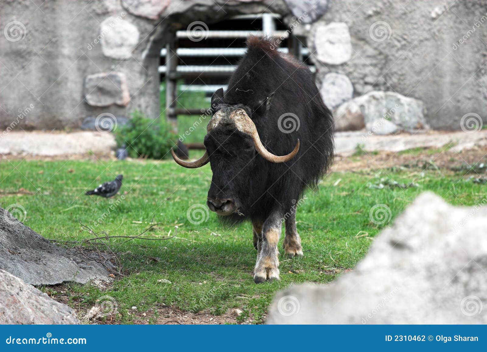 Muskus-os stock foto. Image of stier, vrijheid, noordpool - 2310462