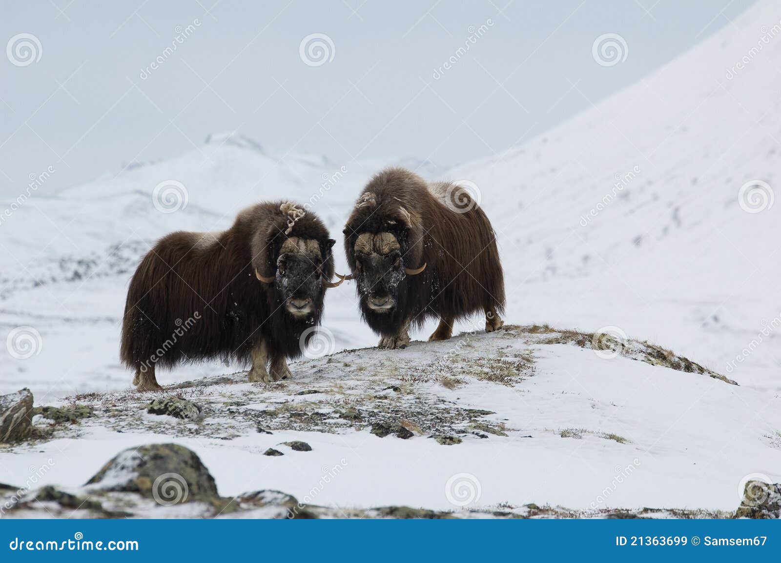 Muskus-os in de winter stock afbeelding. Image of beeld - 21363699