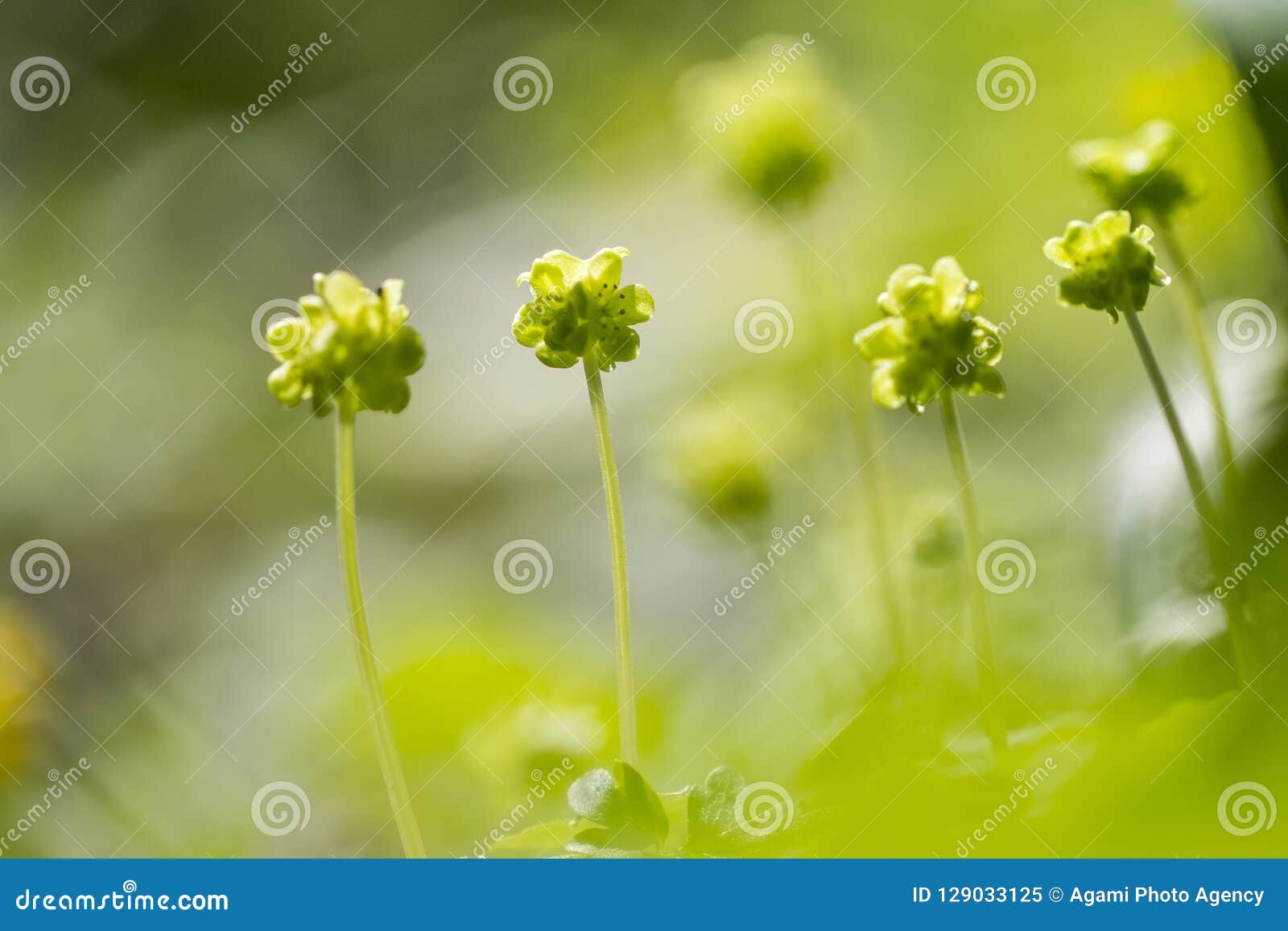 Muskuskruid, Moschatel, Adoxa Moschatellina Stock Image - Image of ...