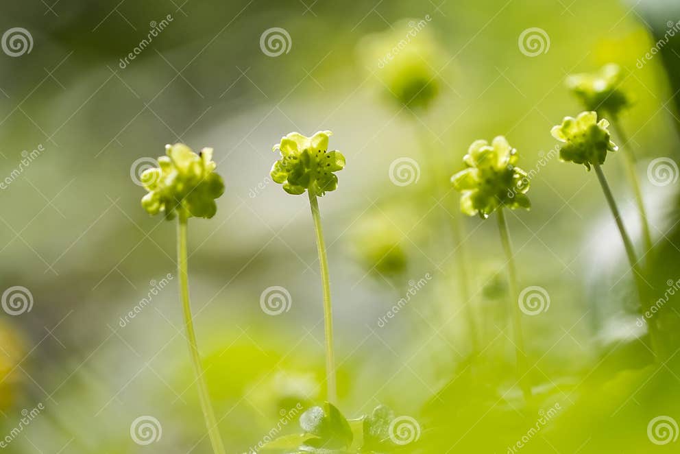Muskuskruid, Moschatel, Adoxa Moschatellina Stock Image - Image of ...