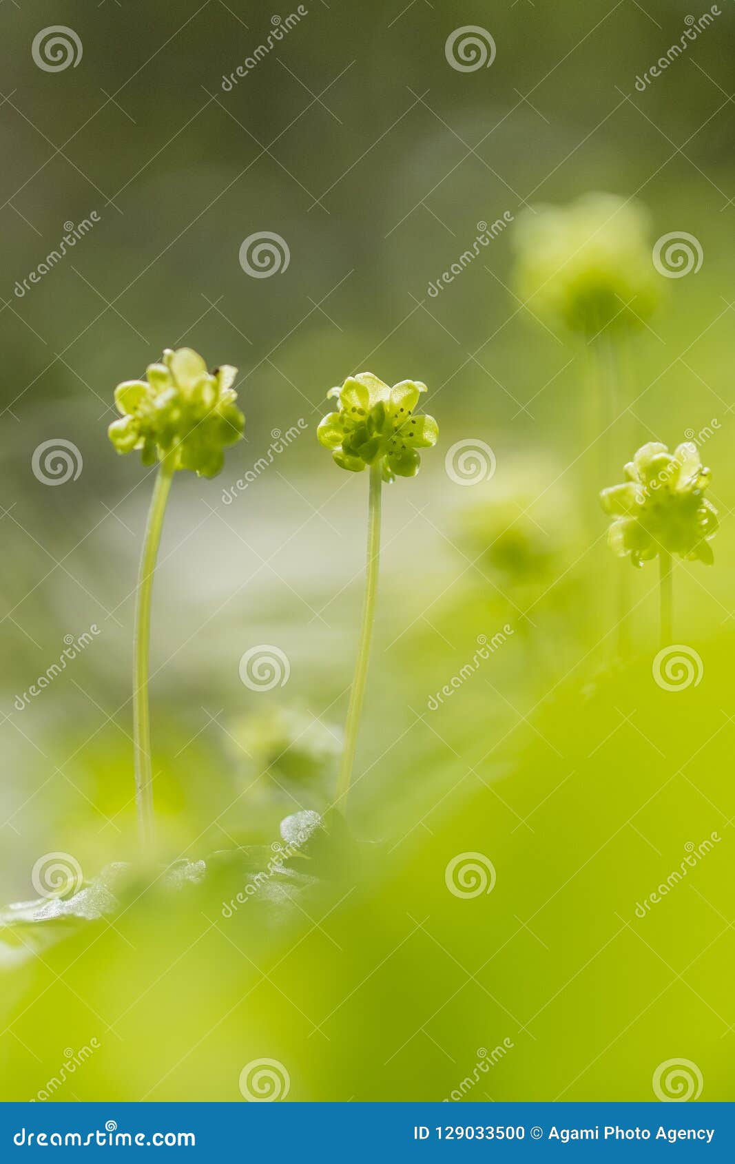 Muskuskruid, Moschatel, Adoxa Moschatellina Stock Photo - Image of ...