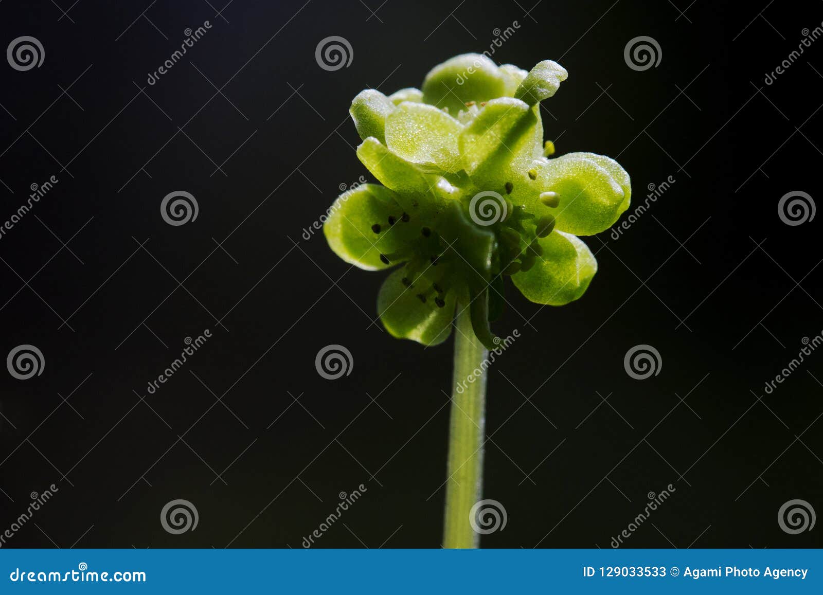 Muskuskruid, Moschatel, Adoxa Moschatellina Stock Image - Image of ...