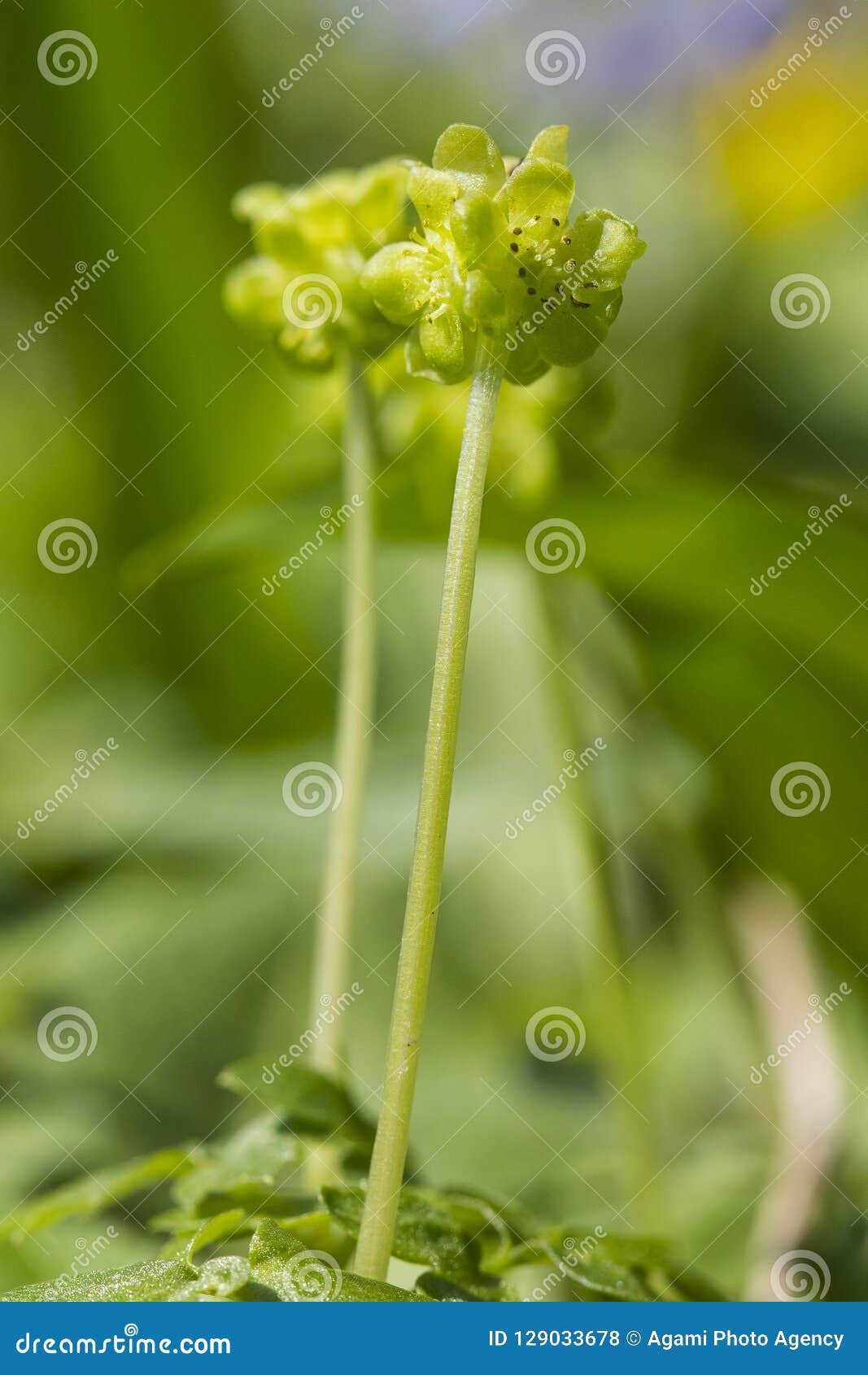 Muskuskruid, Moschatel, Adoxa Moschatellina Stock Photo - Image of ...