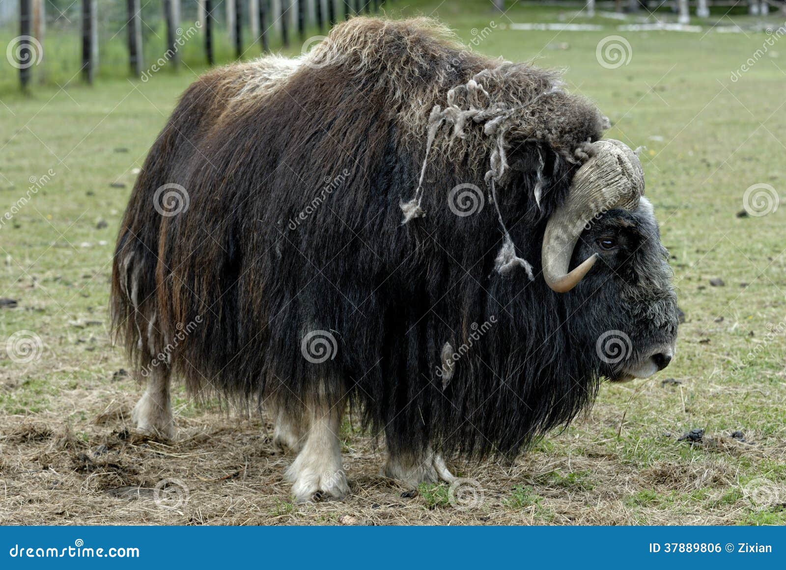 Muskusossen stock foto. Image of stier, muskox, wild - 37889806