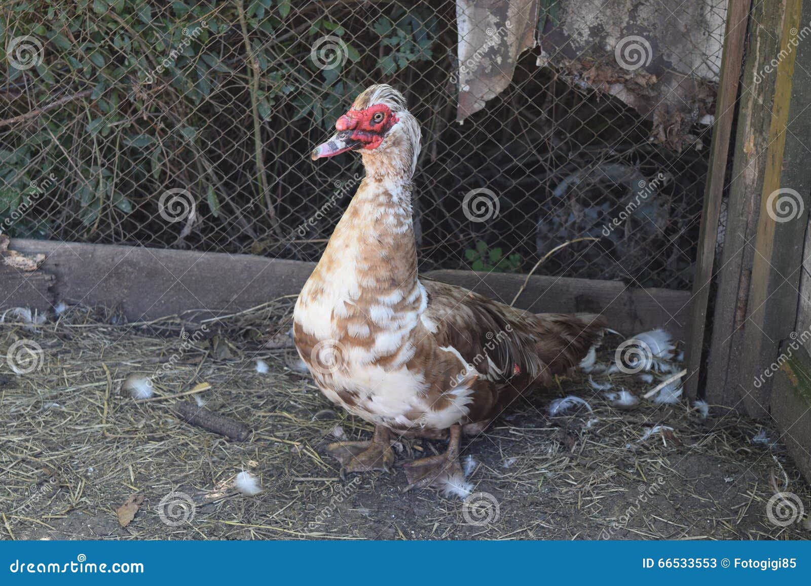Dead Muscovy Duck Stock Photos - Free & Royalty-Free Stock Photos from ...