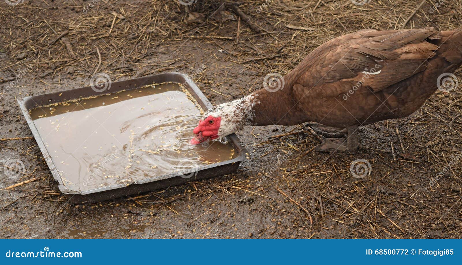 The musky duck stock photo. Image of feeders, droppings - 68500772