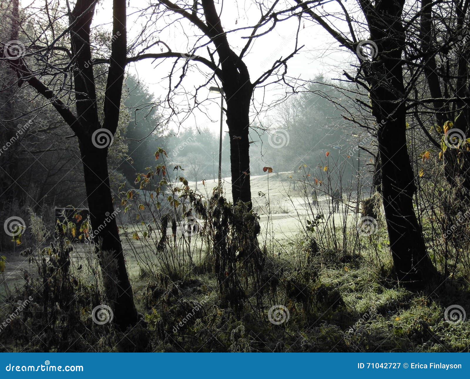 Musky Forest stock image. Image of frosty, musty, trees - 71042727