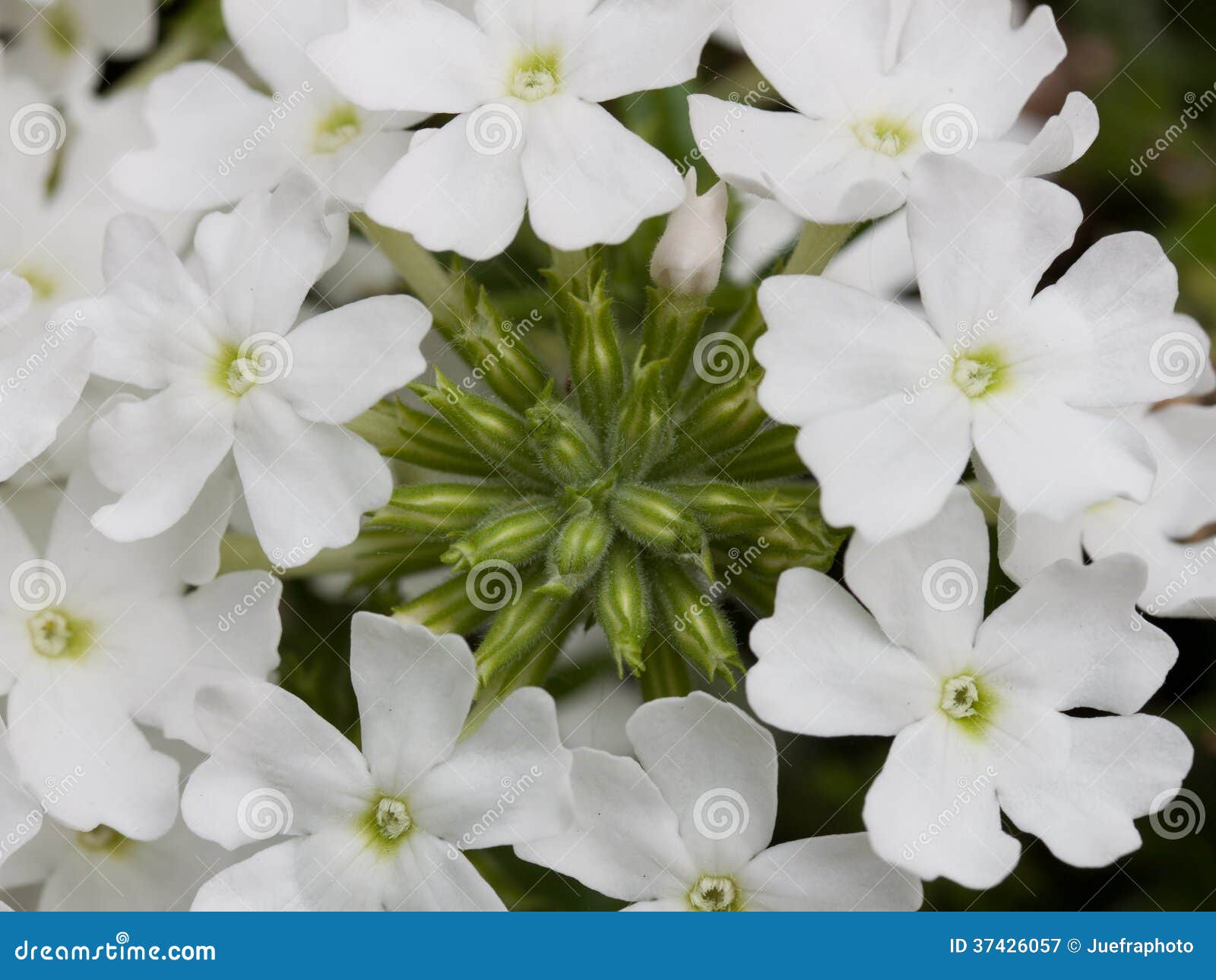 Musky herb plants stock image. Image of leaf, foliage - 37426057