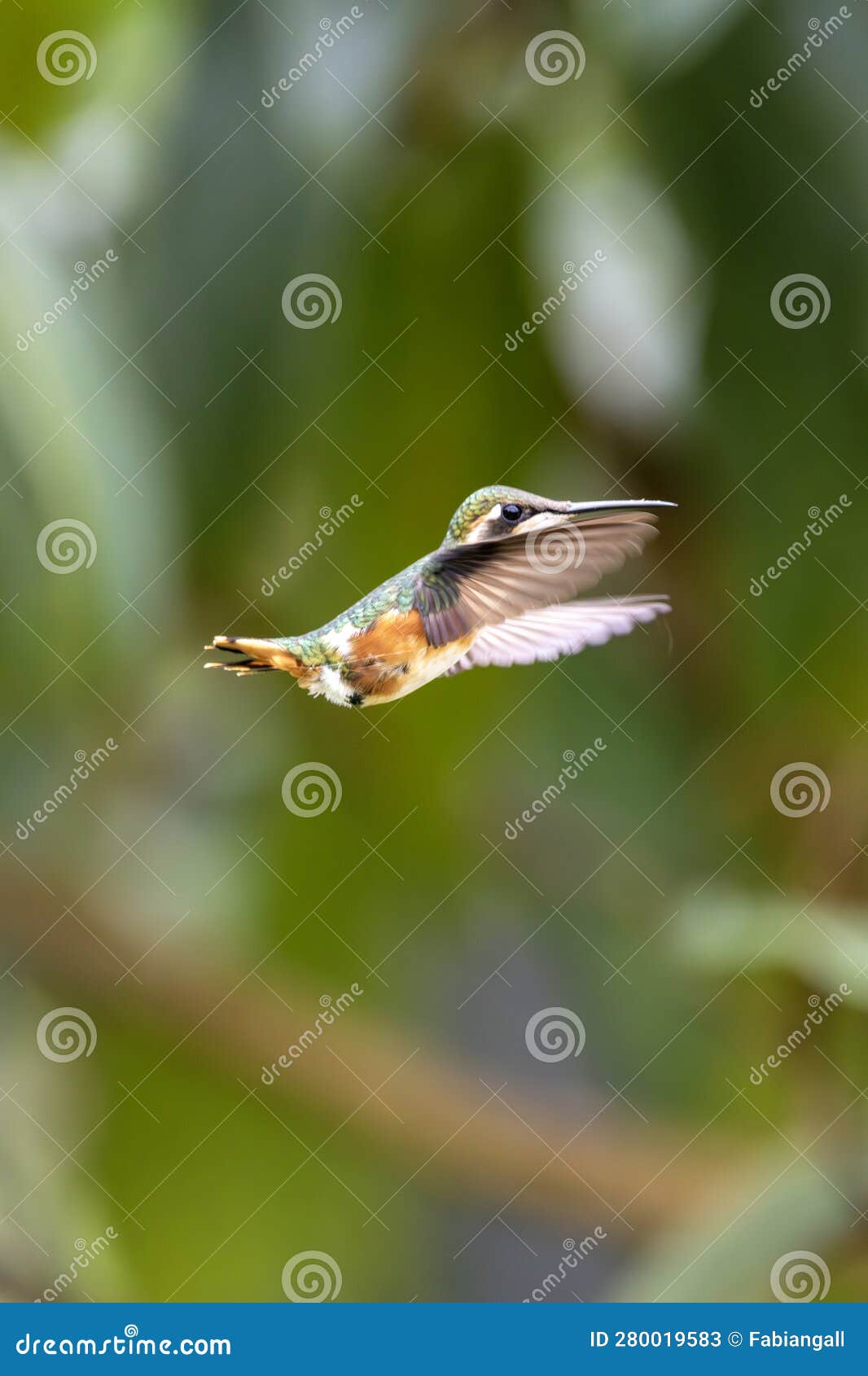 Muslant Hummingbird Hovering Stock Image - Image of hovering, wildlife: 280019583