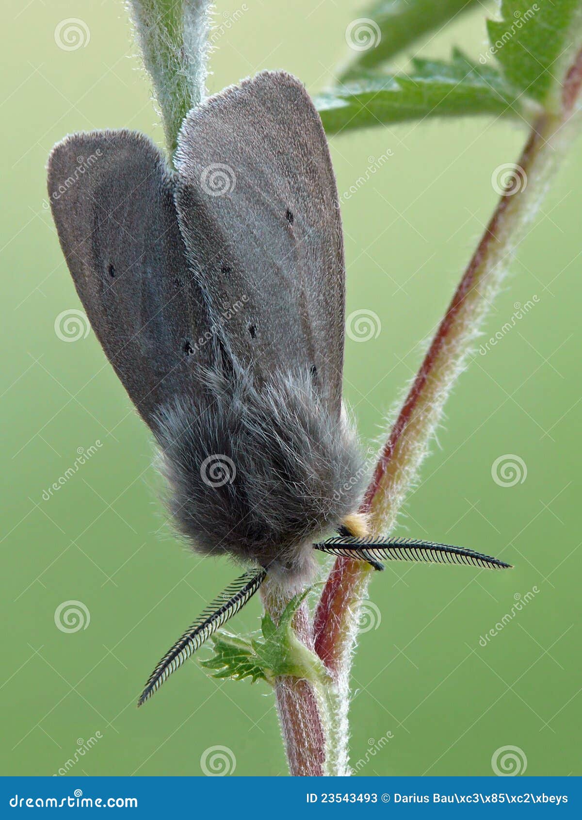 The Muslin Moth stock image. Image of long, butterfly - 23543493