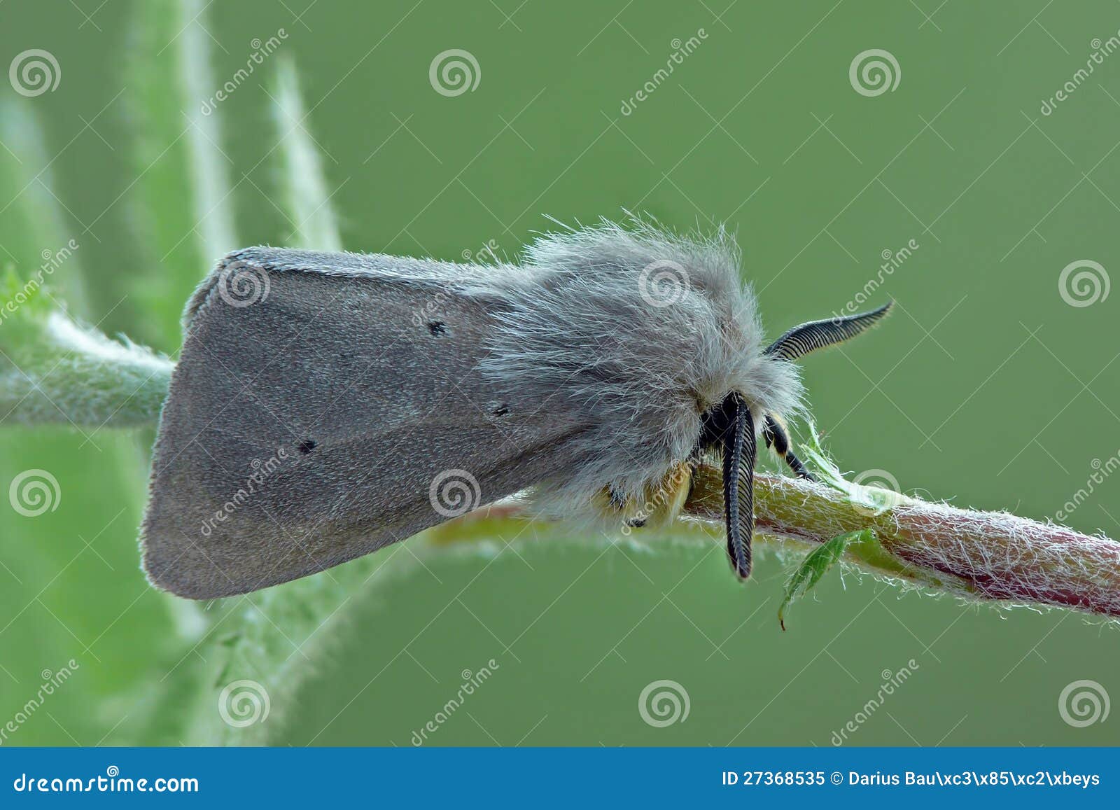 Muslin moth stock image. Image of macro, outdoor, wings - 27368535