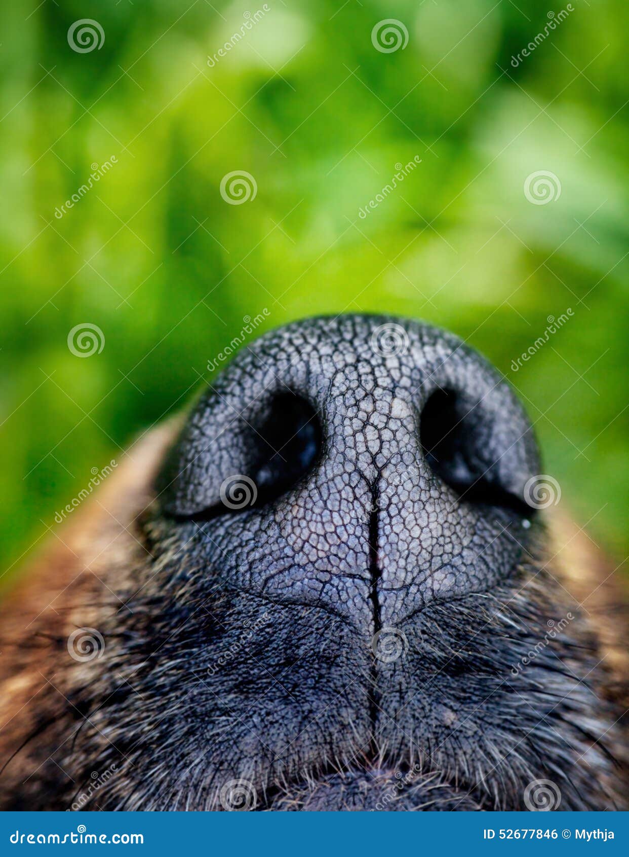 Muso del cane fotografia stock. Immagine di cane, occhi - 52677846