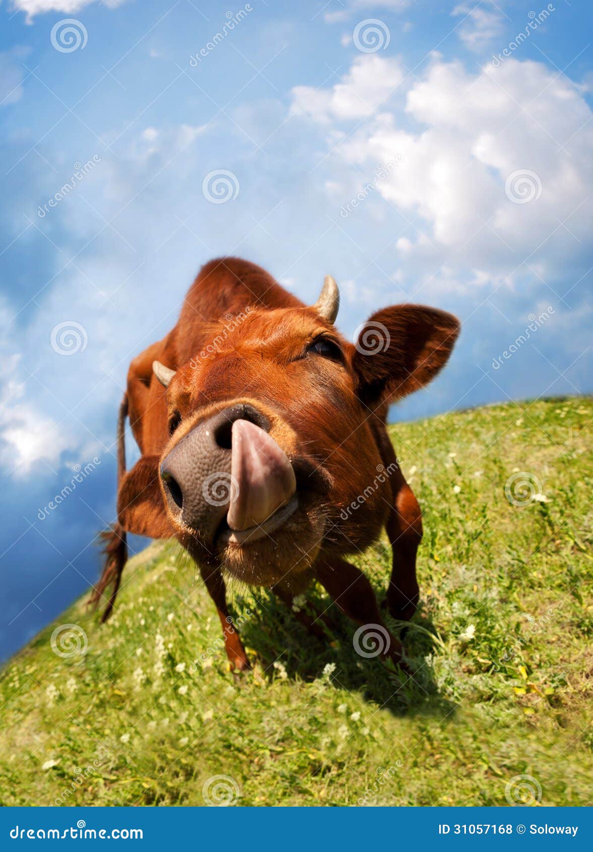 Muso Divertente Della Mucca Fotografia Stock - Immagine di farmland ...