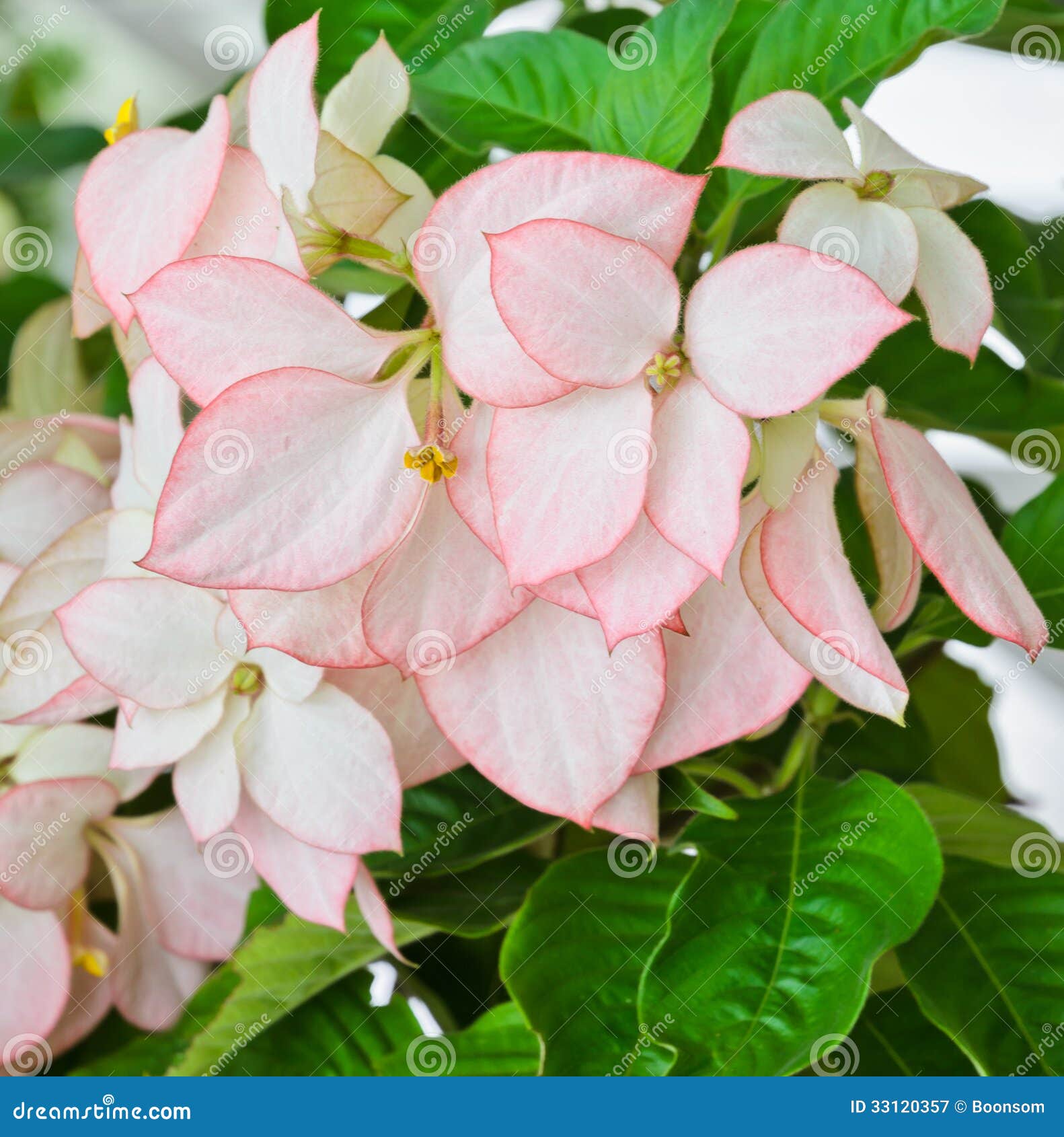 Mussaenda flower stock image. Image of flora, rubiaceae - 33120357