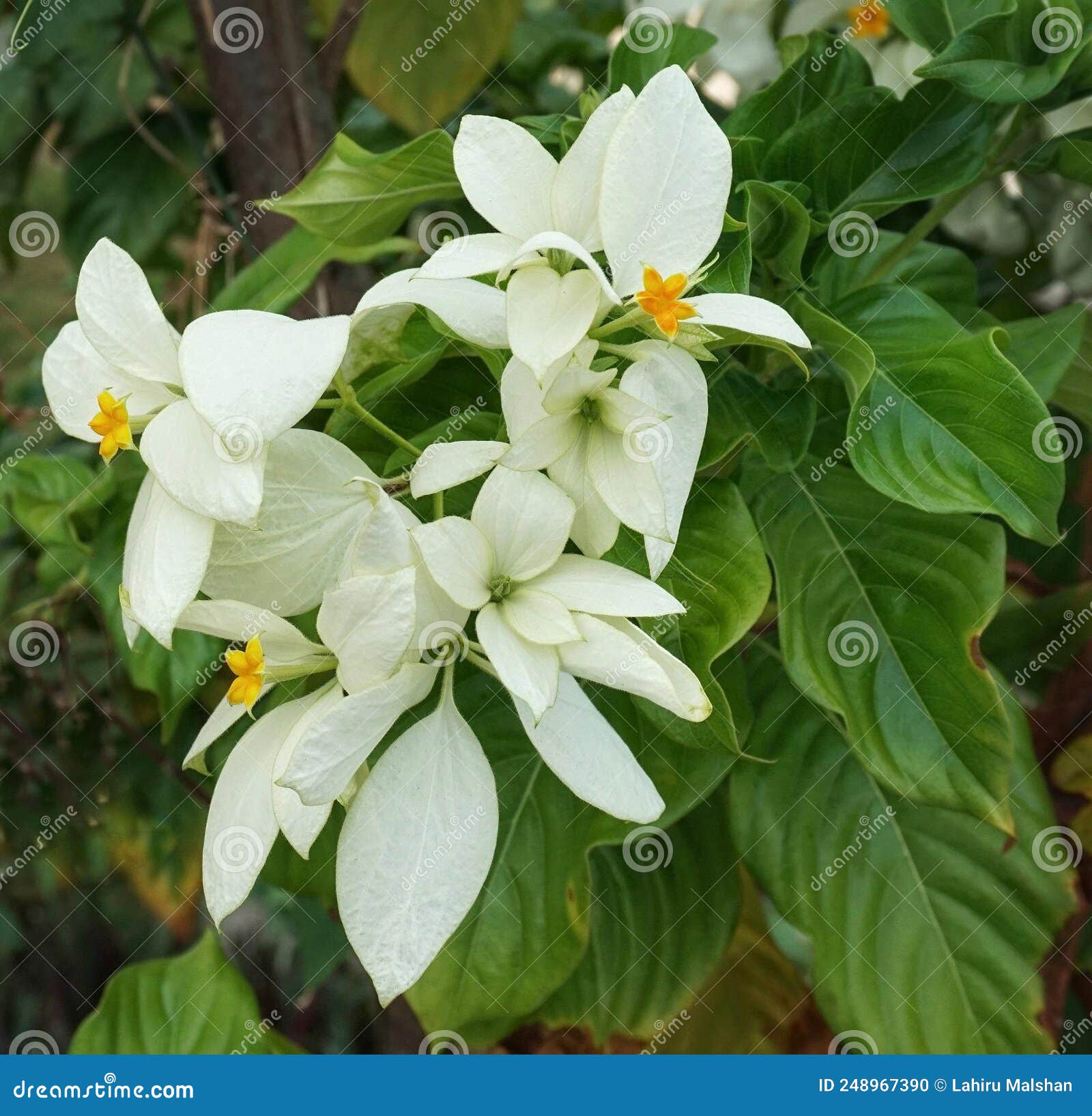 Mussaenda Flower in Sri Lanka Stock Photo - Image of mussaenda, plants ...
