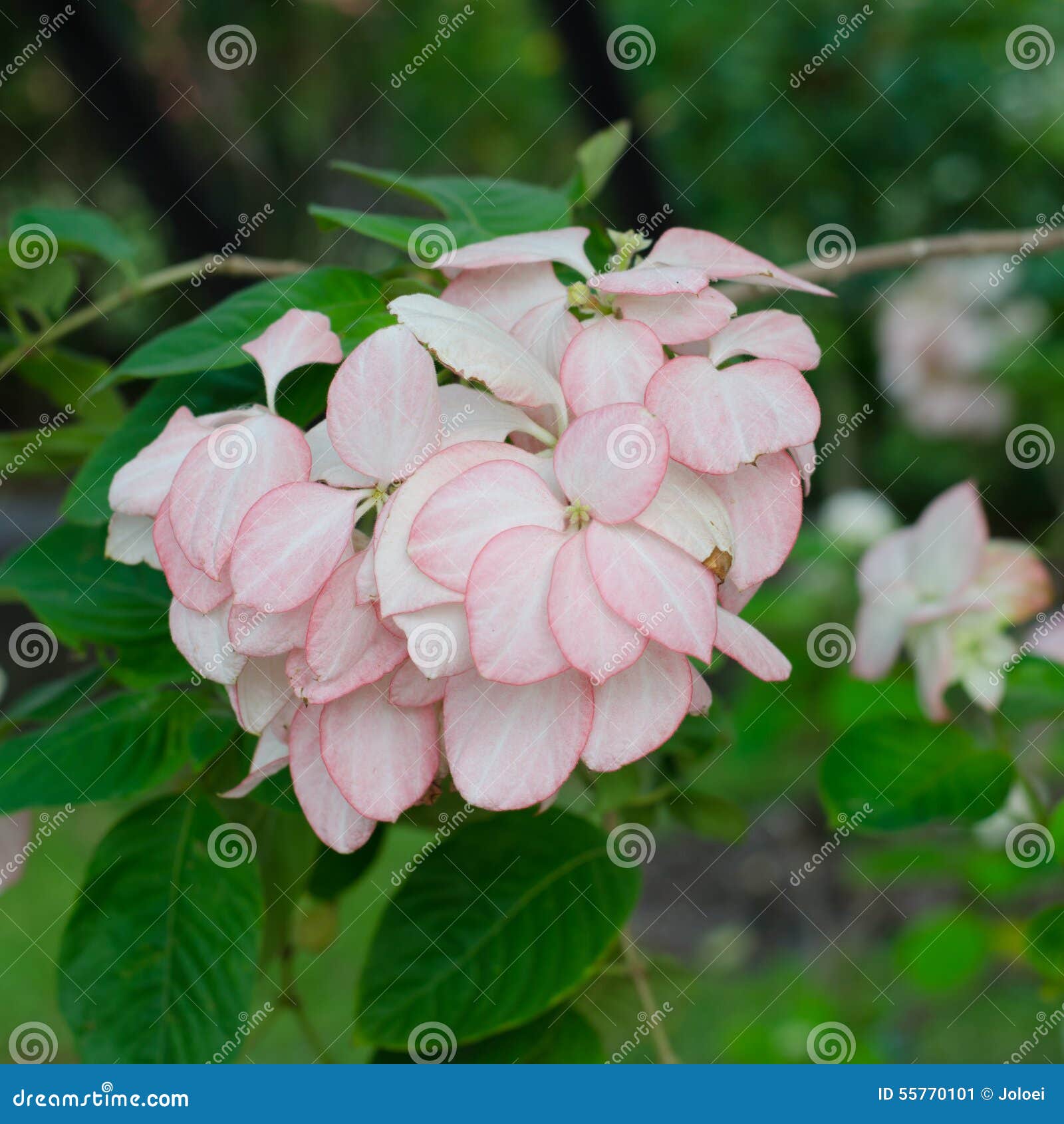 Mussaenda Philippica Virgin Tree in Garden Stock Image - Image of asia ...