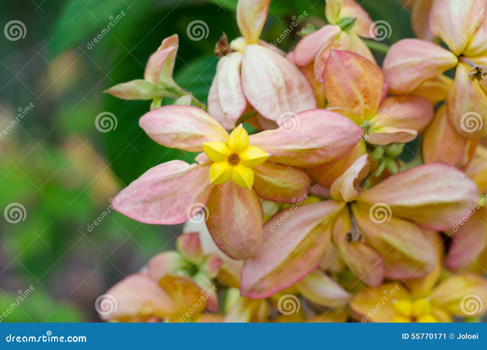 Mussaenda Philippica Virgin Tree in Garden Stock Image - Image of grass ...