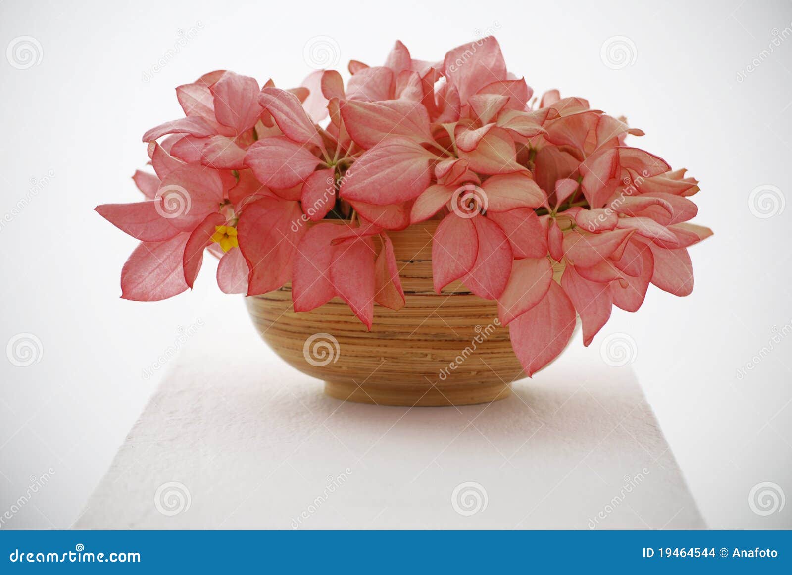 Mussaenda Shrub Stems in Bamboo Vase. Isolated Stock Photo - Image of ...