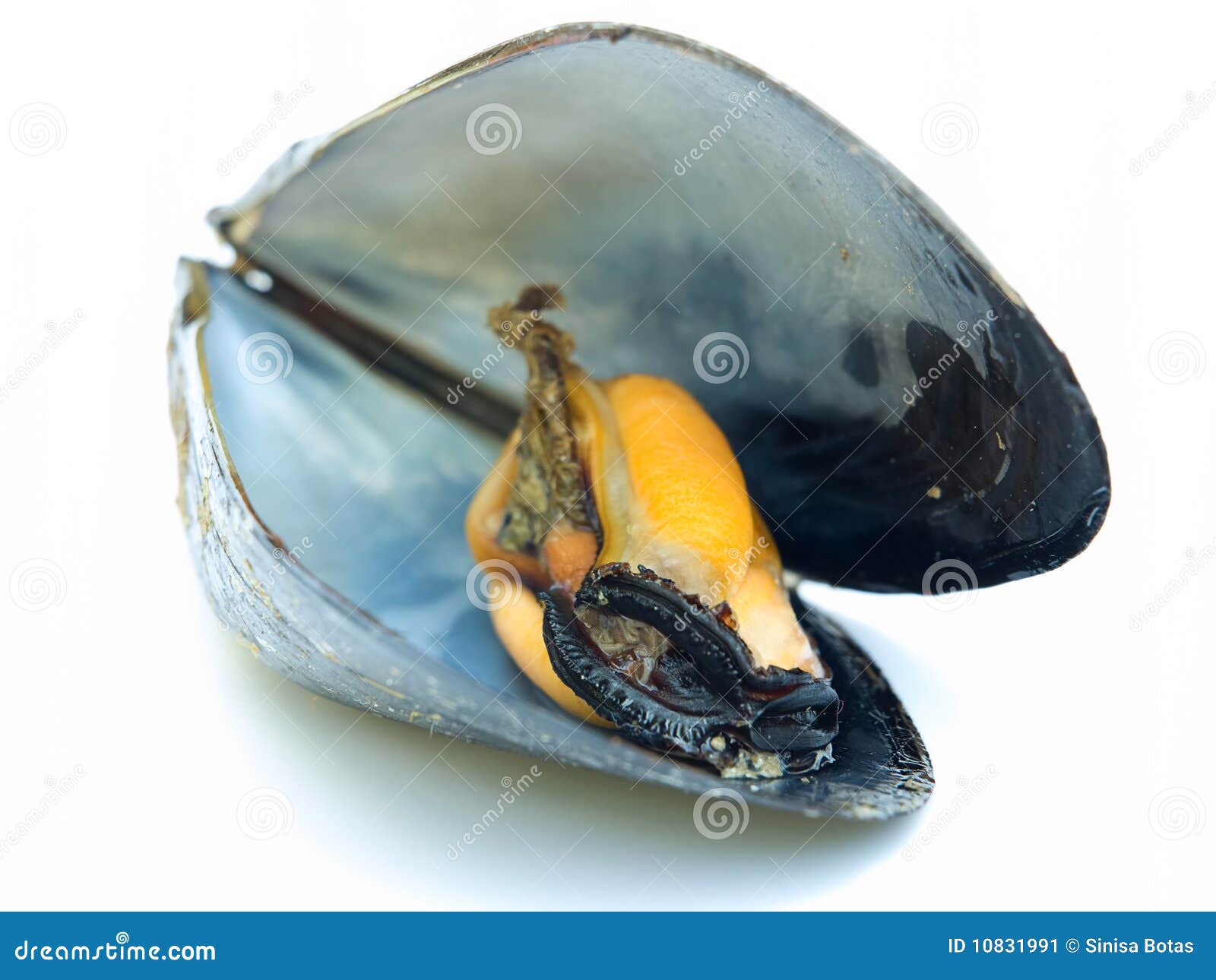 872 Mussel Underwater Photos - Free & Royalty-Free Stock Photos from ...