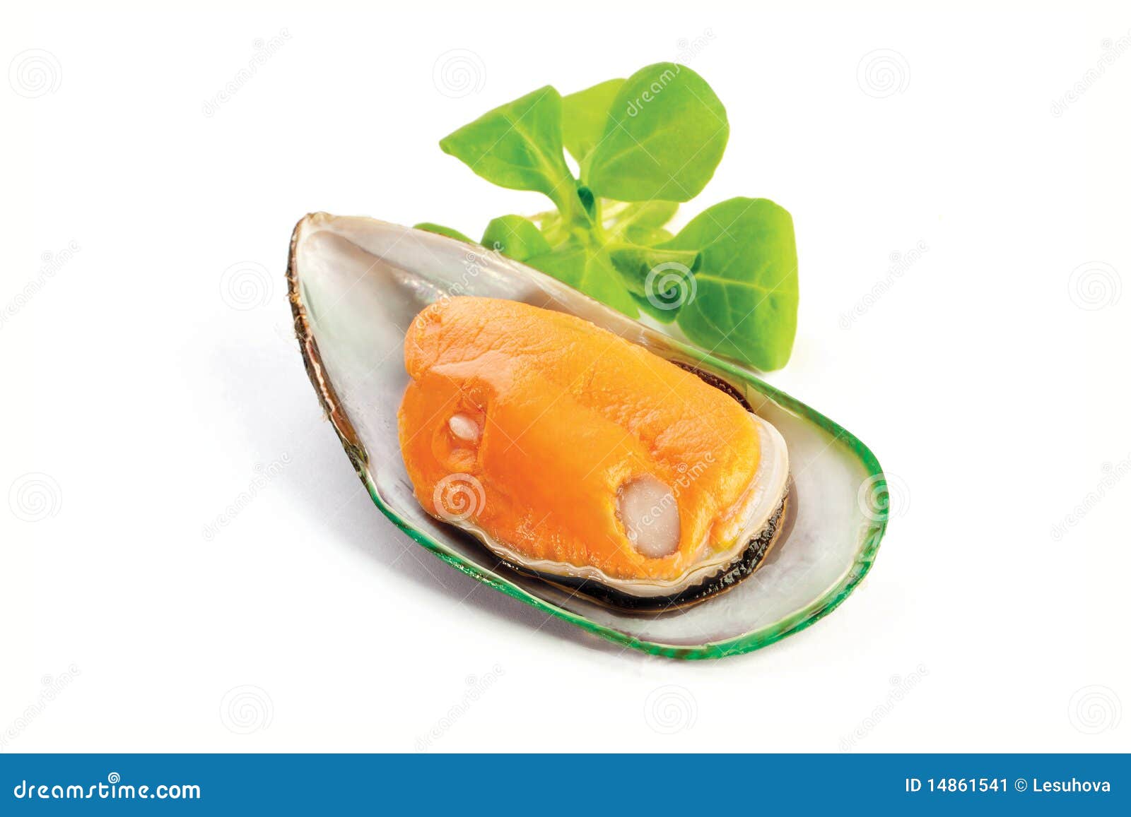 Mussel stock image. Image of mollusc, mussel, green, corn - 14861541