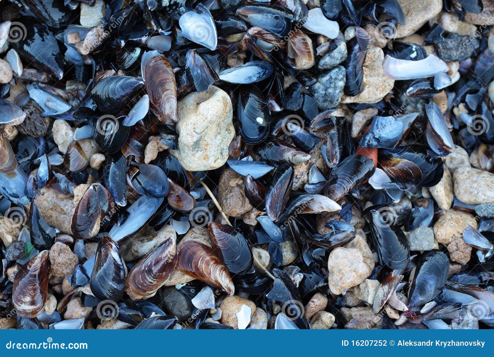 Mussel stock photo. Image of water, vacations, seaweed - 16207252