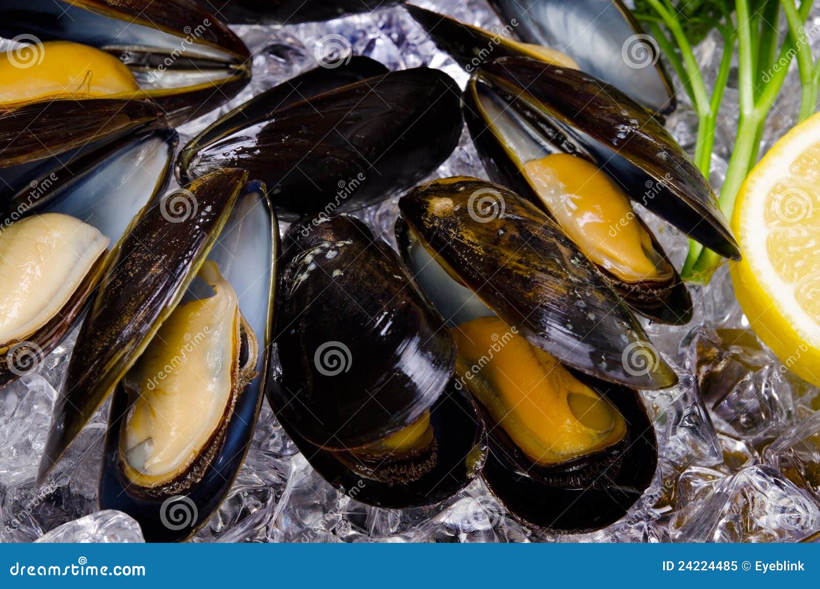 Mussel stock image. Image of mediterranean, green, close - 24224485